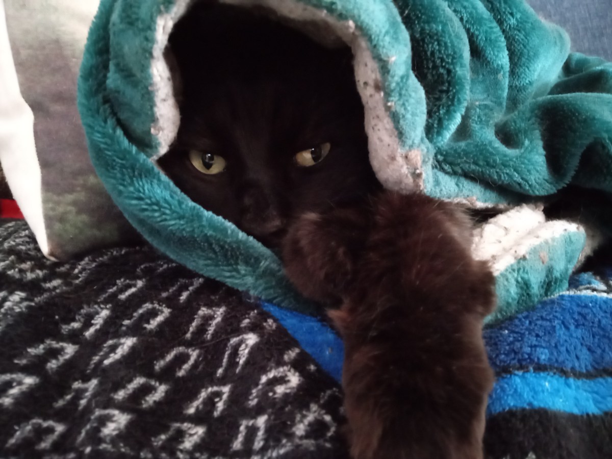 Captain’s Log #0002 – Jay Olsen-Thrift